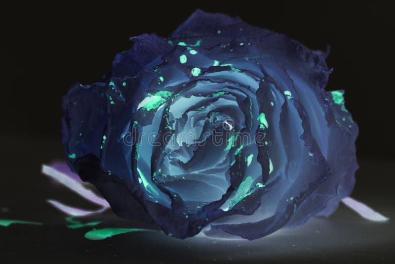 Scary image of daek rose stock image. Image of drop - 170919361