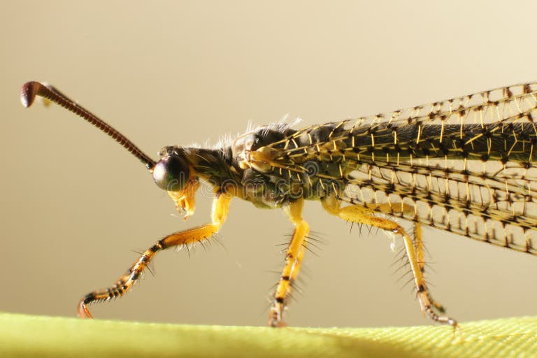 9,466 Small Scary Insect Stock Photos - Free & Royalty-Free Stock ...