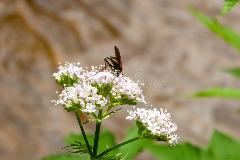Scary Insect Sits on a White Flower Looking for Pollen or Nectar ...