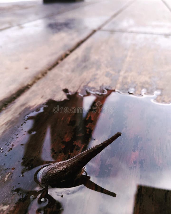 Scary Leech Searching for Human Stock Photo - Image of water, snow ...