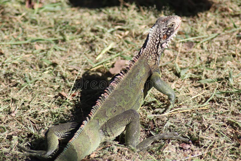 Scary look stock photo. Image of animals, nature, wildlife - 148114870