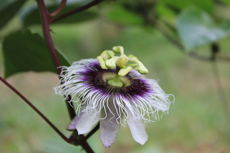 Scary looking flowers stock photo. Image of beautiful - 230110786