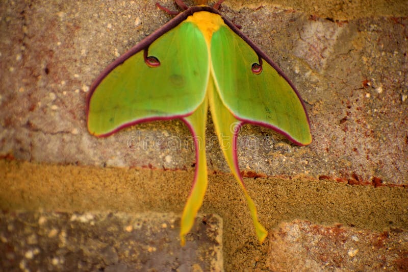 Scary Looking Luna Moth Background. Stock Image - Image of american ...