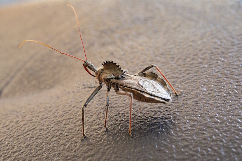 Giant Prehistoric Insects