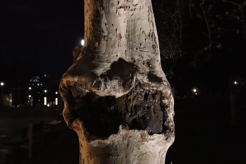 Scary looking tree stock photo. Image of scene, creepy - 171173014