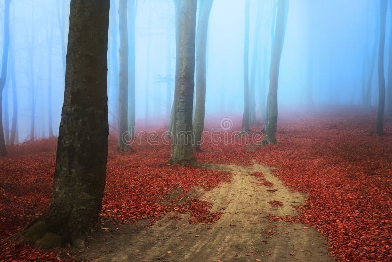 Scary Misty Road in the Forest Stock Image - Image of nature, misty ...