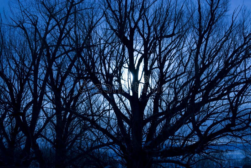 Scary Moonlit Night stock photo. Image of grove, night - 4241850