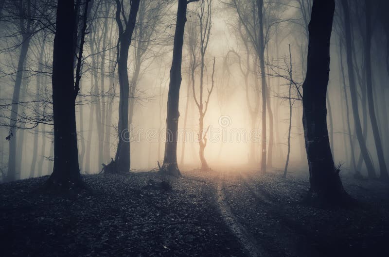 Scary Mysterious Halloween Forest at Sunset Stock Photo - Image of ...