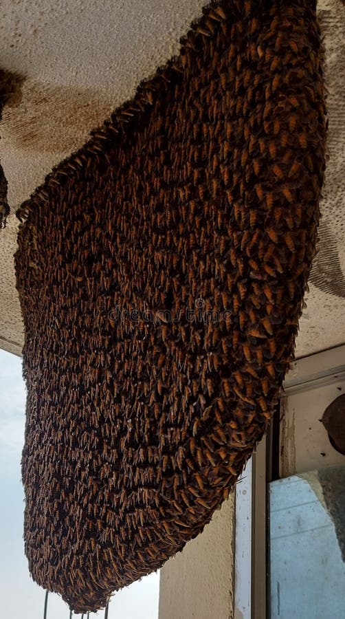 Scary Natural Beehive Stock Photos - Free & Royalty-Free Stock Photos ...