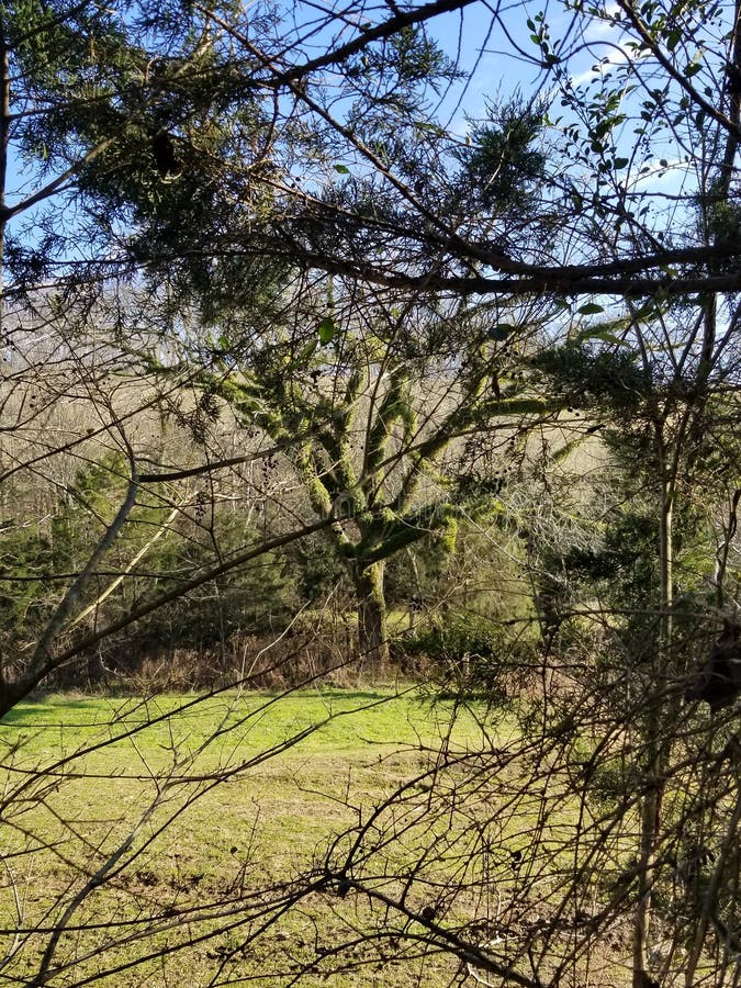Scary old tree stock photo. Image of tree, woods, backroads - 226432508