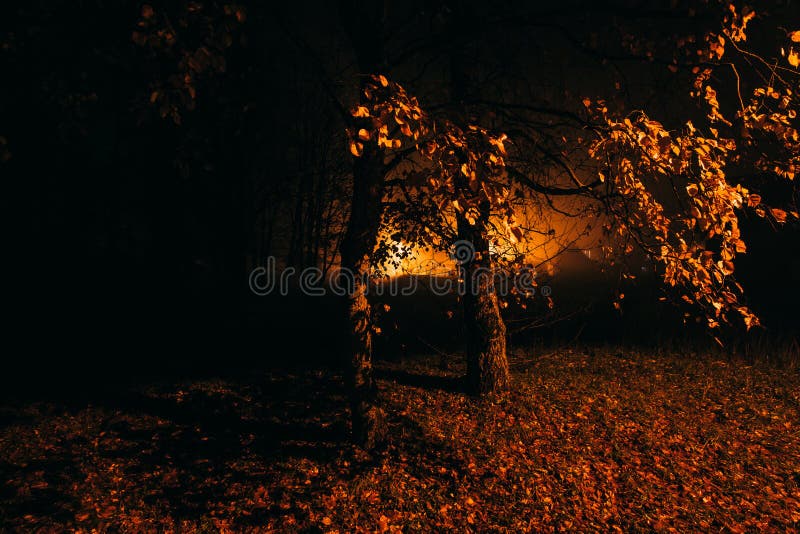 Scary Park in the Autumn Night Stock Photo - Image of spooky, white ...