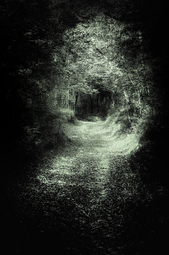 Scary path in dark forest stock image. Image of forest - 84286289