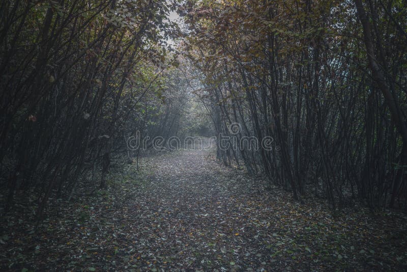 Scary Path in between the Trees Stock Photo - Image of scary, forest ...