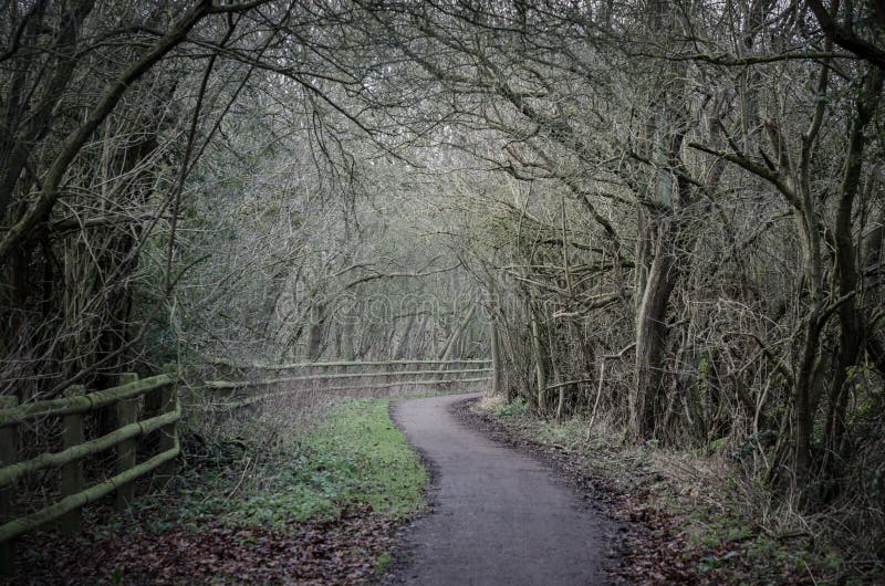 Scary Path through a Wicked Forest Stock Photo - Image of leaf ...