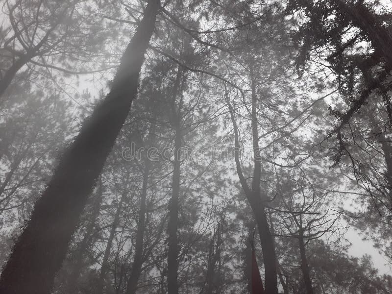 Scary Rainforest Atmosphere when the Fog Comes Stock Image - Image of ...