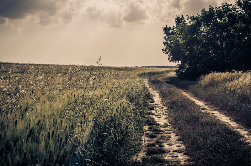 Rural Path through Blossoming Fields Stock Image - Image of blooming ...