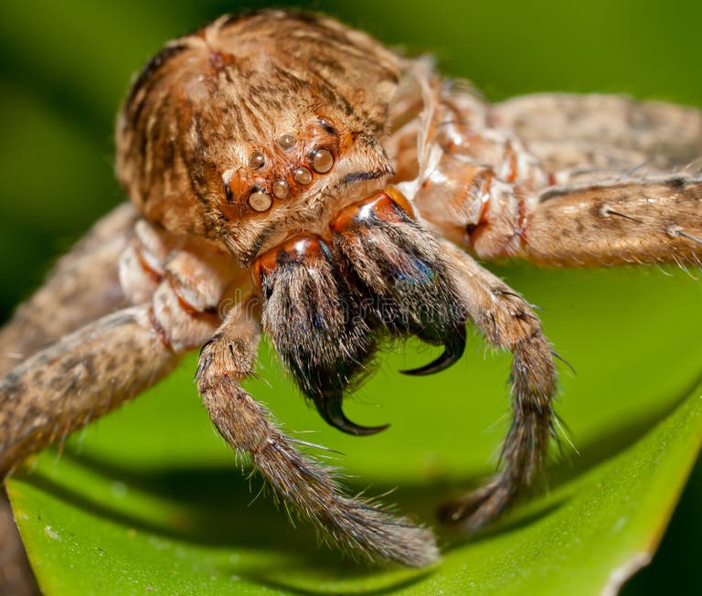 51,320 Scary Spider Stock Photos - Free & Royalty-Free Stock Photos ...