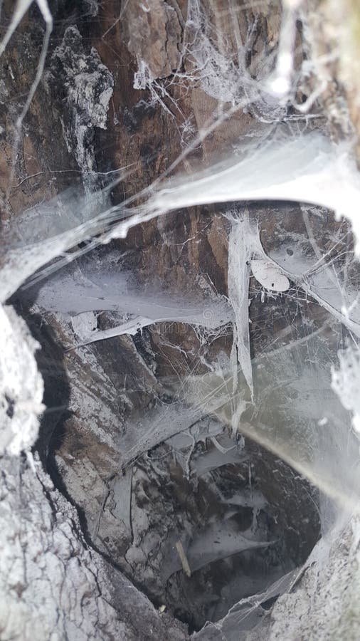 Scary spider cave stock image. Image of cave, spider - 117655293