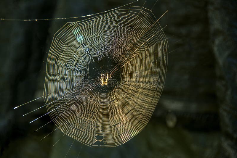 Spider Web Hanging from Tree in Woods with Moss on it Stock Image ...