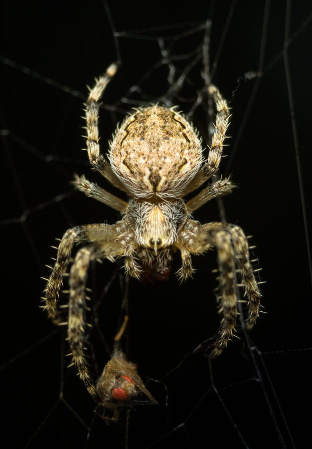 Spider at Night Hairy and Scary Animal Stock Photo - Image of fangs ...