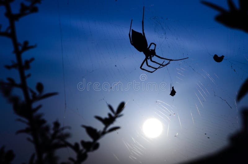Scary SPider Under Moonlight Stock Photo - Image of ambush, insect ...