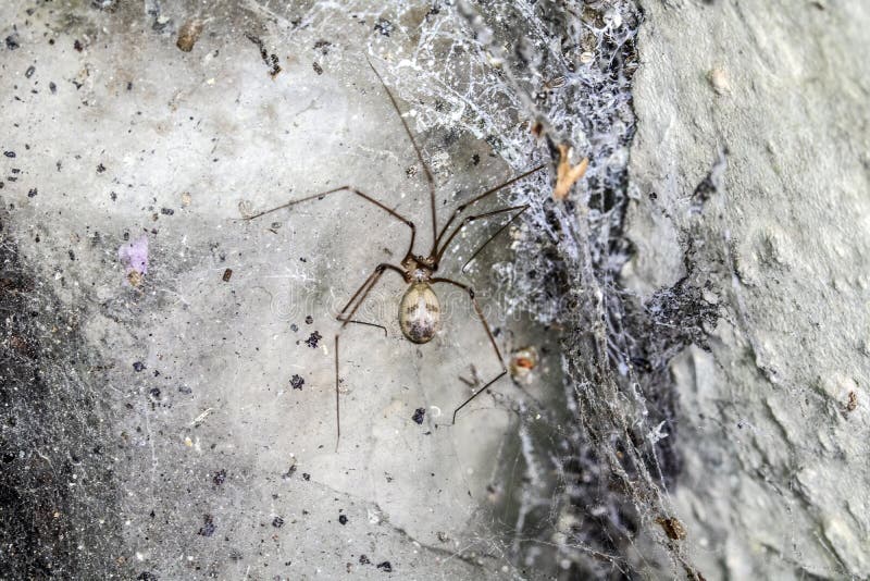 Scary Thick Spider Webs and Dead and Alive Spiders Close Up Stock Photo ...