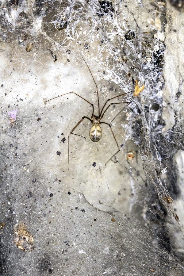 Scary Thick Spider Webs and Dead and Alive Spiders Close Up Stock Photo ...