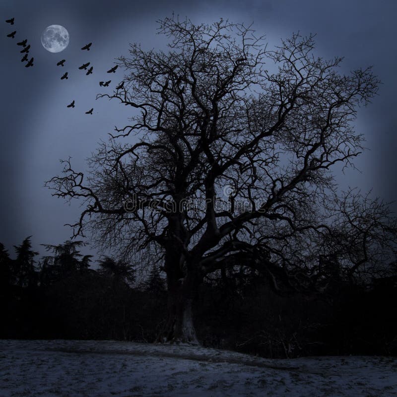 580+ Scary tree Free Stock Photos - StockFreeImages
