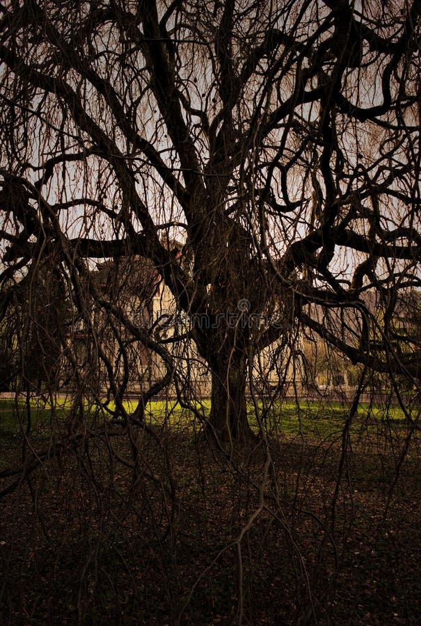 Scary Tree Against the House, Illuminated by a Mystical Light. Stock ...