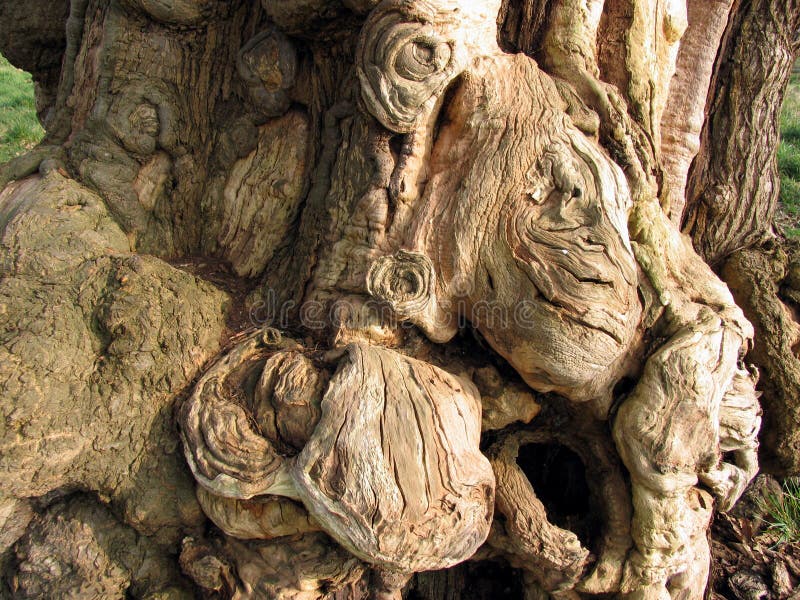 Scary Tree Bark stock image. Image of brown, close, time - 4381727