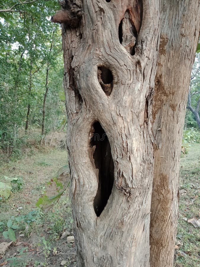 Scary Tree Bark with Texture, Nature Creation Background Wallpaper ...