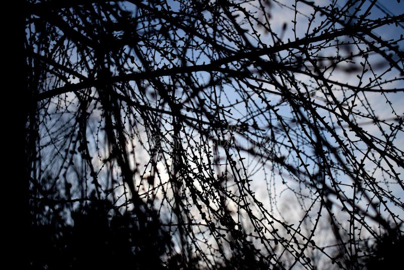 Scary tree stock image. Image of weather, colorful, plant - 89713751