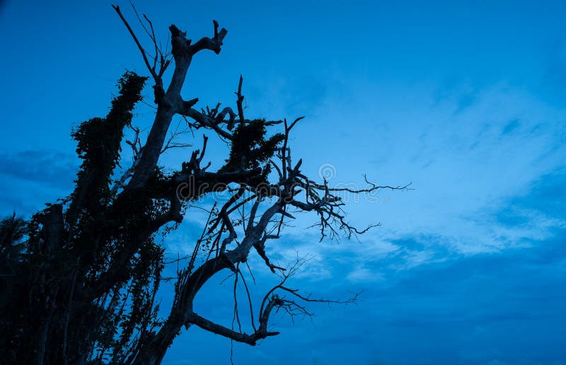 Scary tree stock image. Image of beach, clouds, black - 30721067