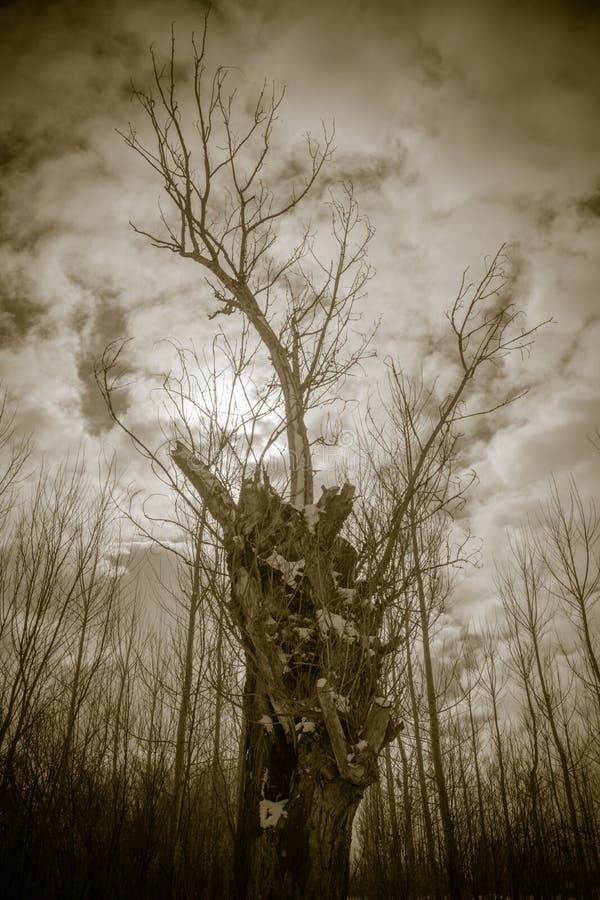 Scary Tree with Dramatic Sky Stock Image - Image of nature, environment ...