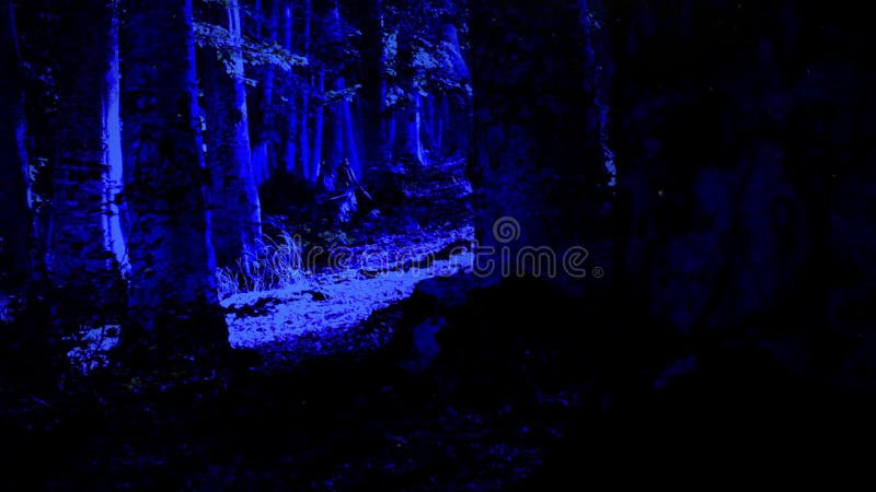 Scary trees in the woods stock footage. Video of dark - 186197938
