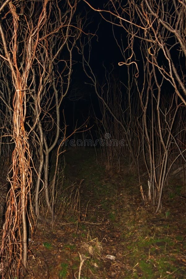 Scary View of a Path in a Dark Forest. Walking Path among Tree Branches ...