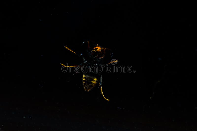 Scary Wasp Perched with Dramatic Lighting Against Black Stock Photo ...