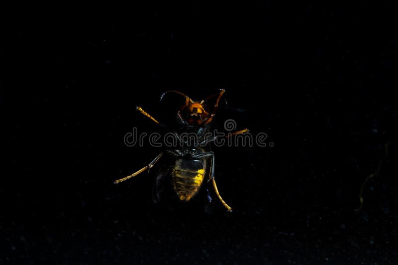 Scary Wasp Perched with Dramatic Lighting Against Black Stock Image ...