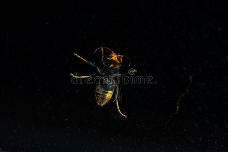 Scary Wasp Perched with Dramatic Lighting Against Black Stock Photo ...
