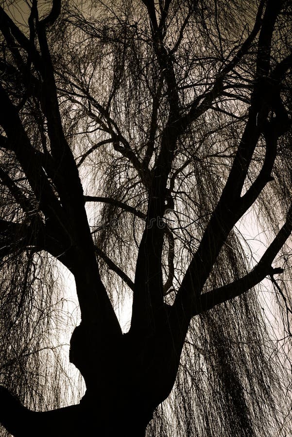 Old Scary Tree with Angry Face in Woods Stock Image - Image of evening ...