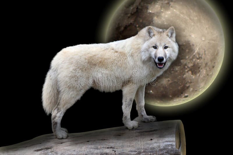 Scary White Wolf in the Night Stock Photo - Image of natural, polar ...