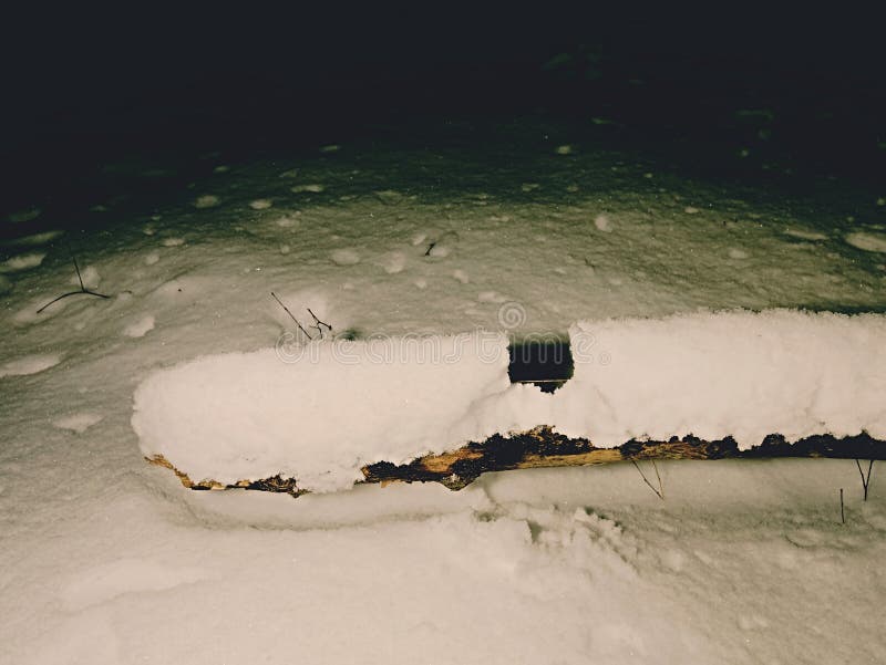 Scary Winter Forest in the Snow. Winter Time Stock Photo - Image of ...