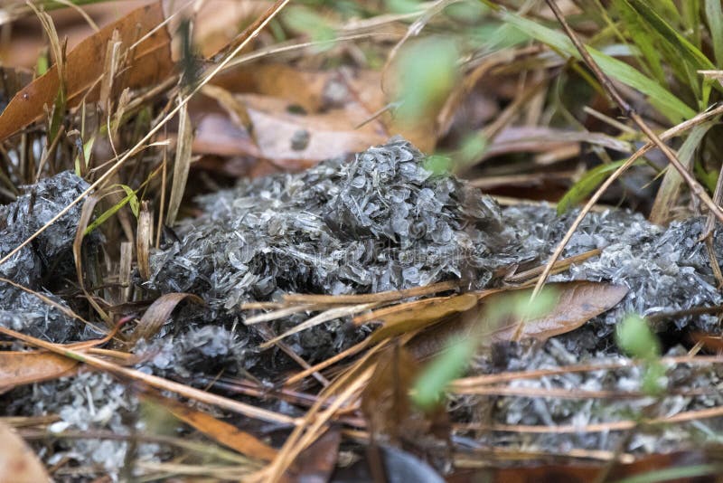 Scat de la nutria de río foto de archivo. Imagen de walton - 137957930