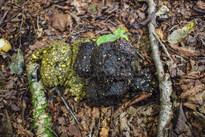 Scat del oso negro imagen de archivo. Imagen de fauna - 77640953