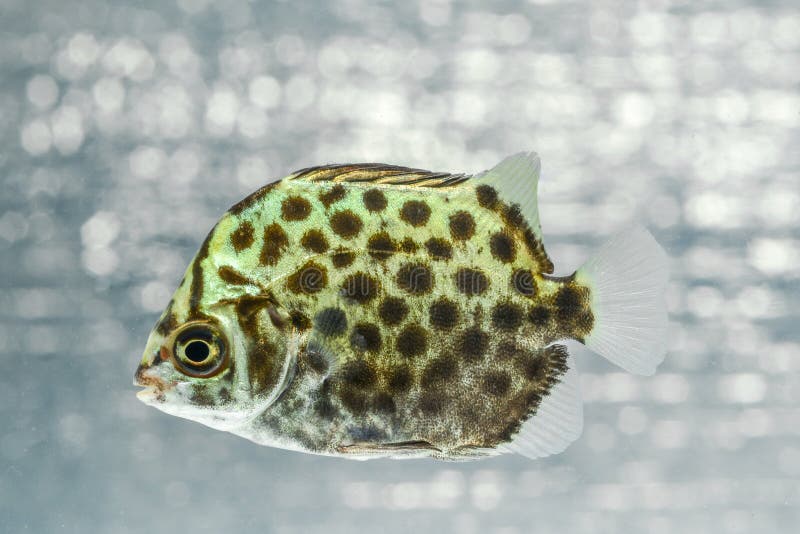 Scat Manchado (Scatophagus Argus) Imagem de Stock - Imagem de peixes ...