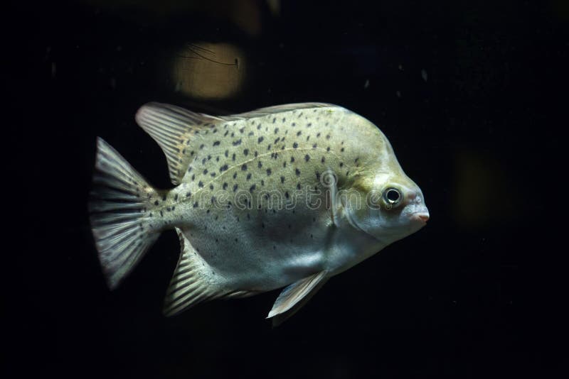 Argusfish Verts De Scatophagus Scat Dans Un Aquarium. Image stock ...