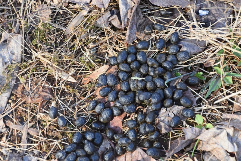 Northern Animal Scat Stock Photos - Free & Royalty-Free Stock Photos ...
