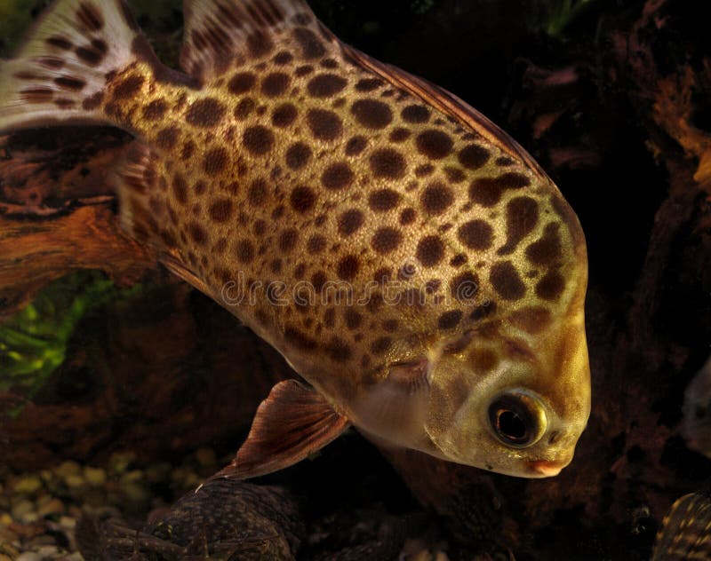 Scatophagus argus stock photo. Image of argus, aquaristic - 12554366