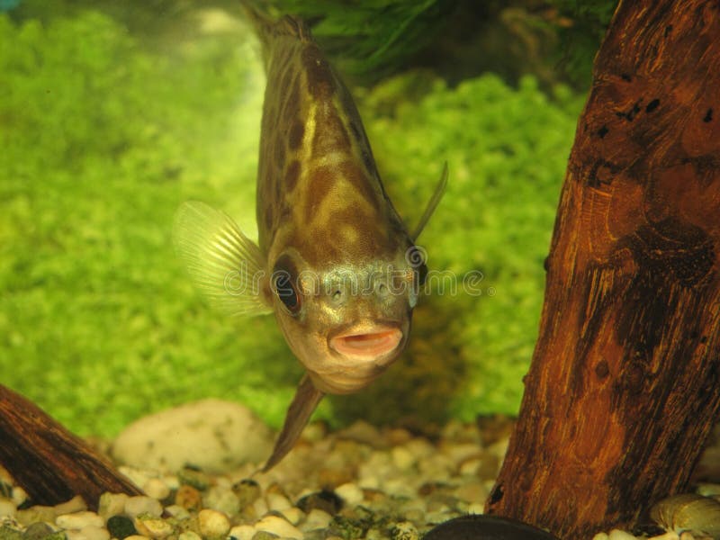 Scatophagus argus stock photo. Image of tropical, closeup - 12873772