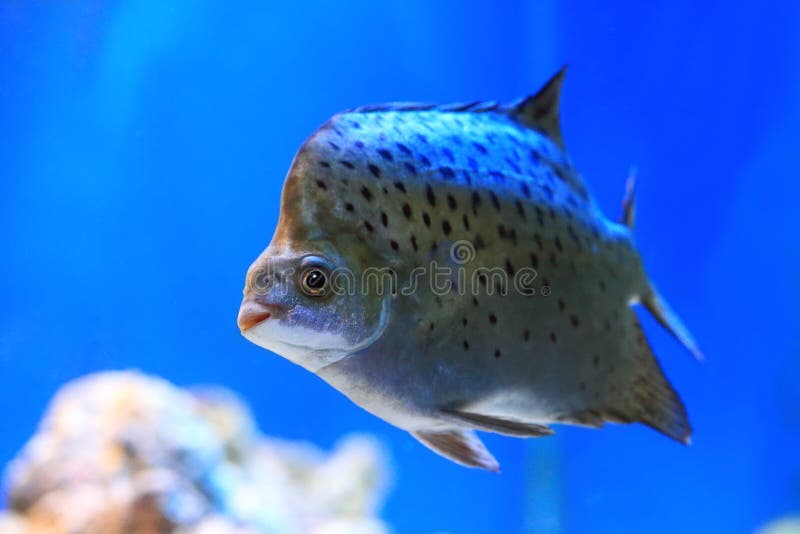Scatophagus Argus. Aquarian Fish Close Up Stock Photo - Image of ...
